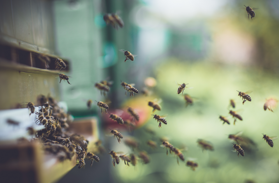 Bees are crucial to food security | Eden Gardens