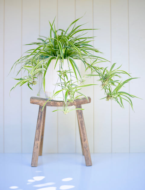 Ribbon plant | Eden Gardens