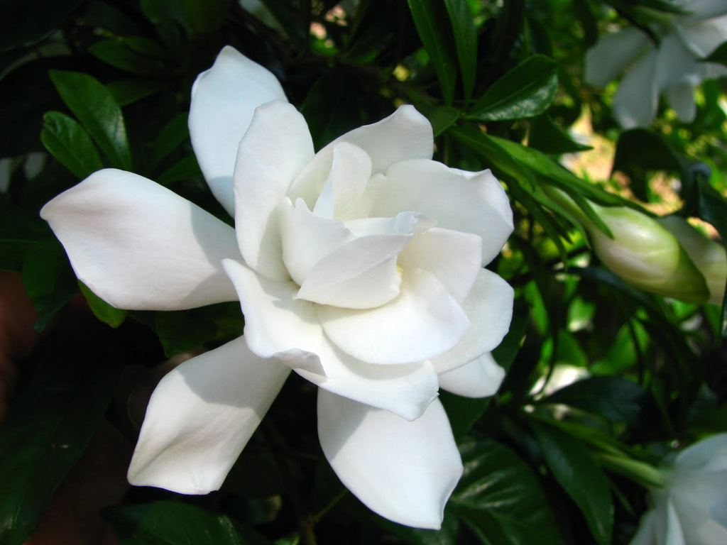 Gardenia Hedge Growing Gardenias: How To Care For Gardenia Plants
