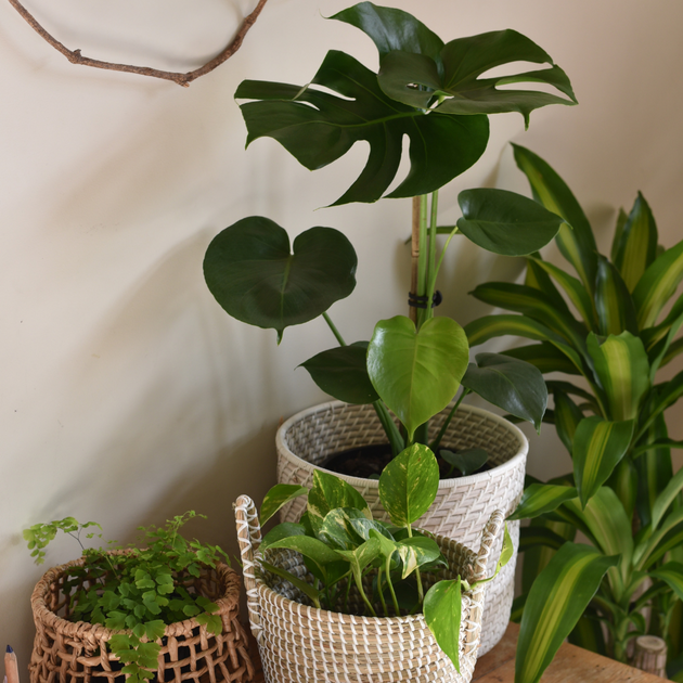 5 indoor plants that love spring | Eden Gardens