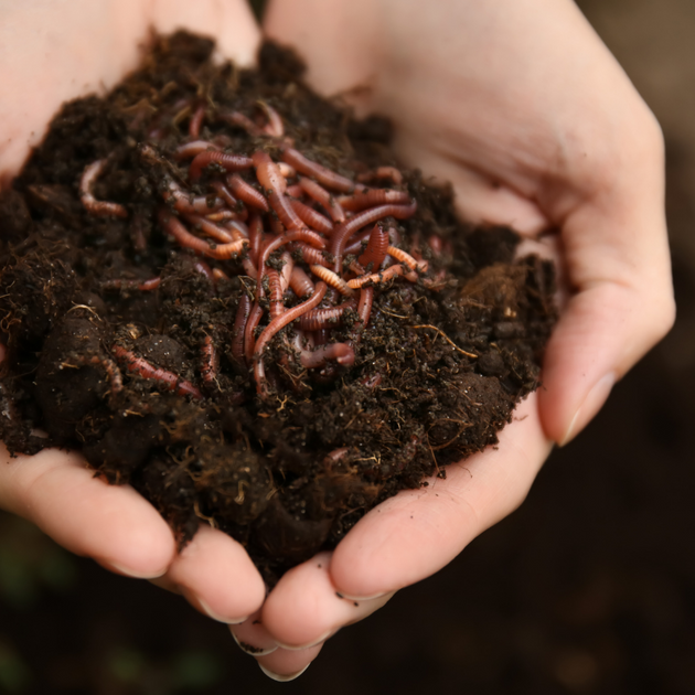Worm Farming Facts | Eden Gardens