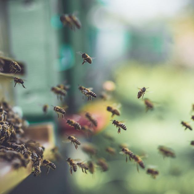 Encouraging Bees – Why we all need to Create a Bee ‘n’ B in Our Garden ...