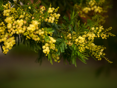 Wattle Day | Eden Gardens