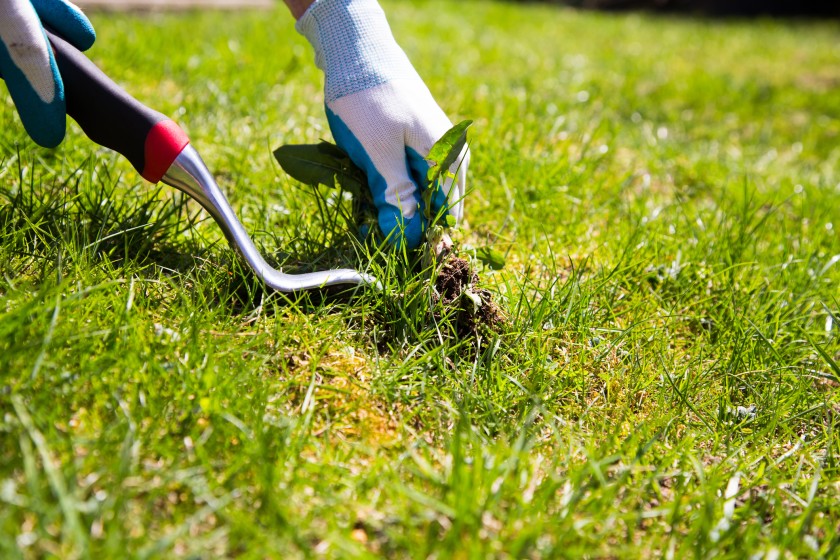 Weed them out!– Eden Gardens