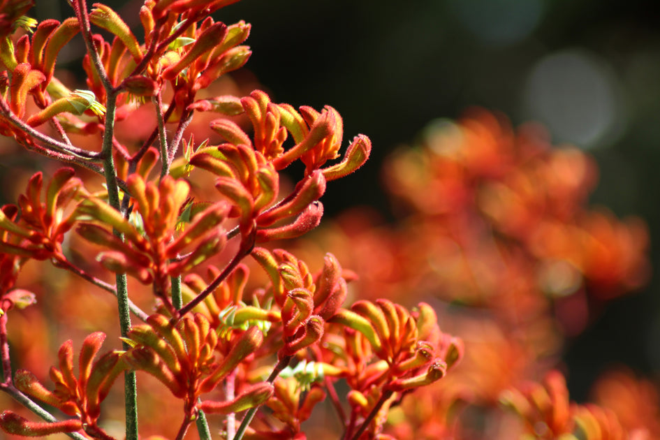 Australian Natives– Eden Gardens