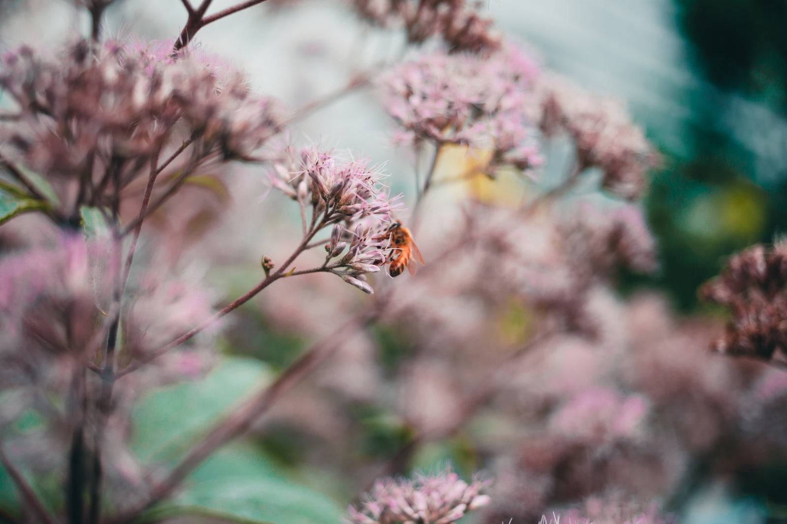 Plant ID– Eden Gardens