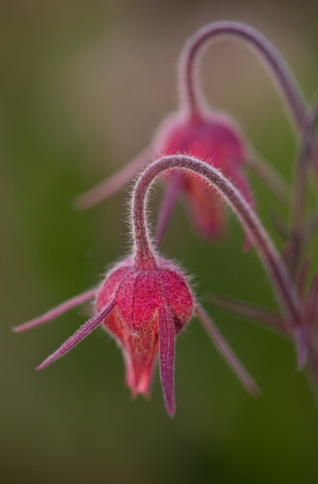 Plant ID– Eden Gardens